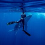 Private Whale Watching Adventure in Mo'orea - How the Itinerary Plays Out