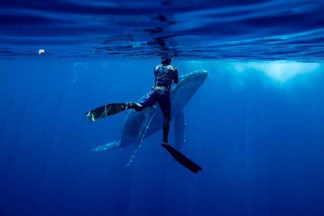 Private Whale Watching Adventure in Mo'orea - How the Itinerary Plays Out