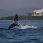Private whale watching in mazatlan - What You’ll See: More Than Just Whales