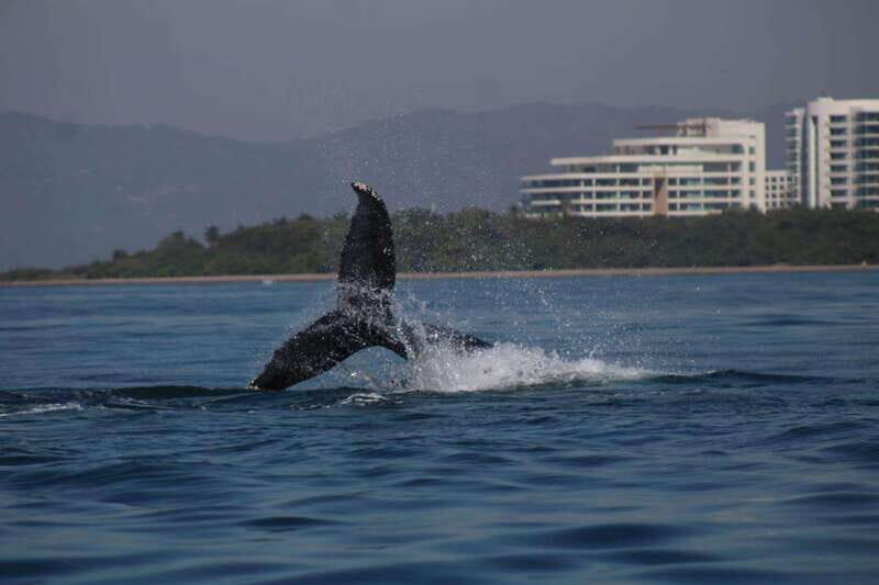 Private whale watching in mazatlan - What You’ll See: More Than Just Whales