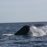 Private Whale Watching in San José del Cabo - Whales and Wildlife