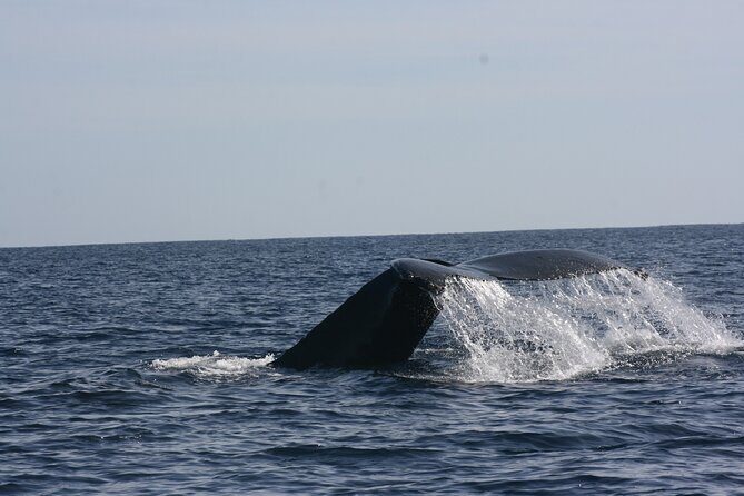Private Whale Watching in San José del Cabo - Whales and Wildlife
