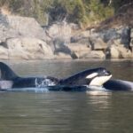 Private Whale Watching Nanaimo - Open Boat - What Makes This Tour Stand Out?