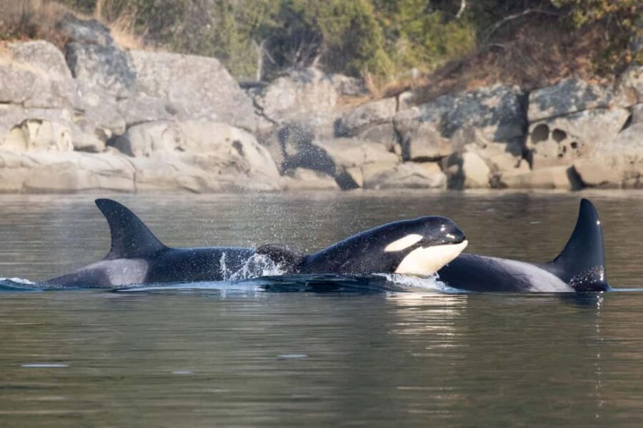 Private Whale Watching Nanaimo - Open Boat - What Makes This Tour Stand Out?