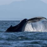 Private Whale Watching Nanaimo - Semi-Covered Boat - What You Can Expect
