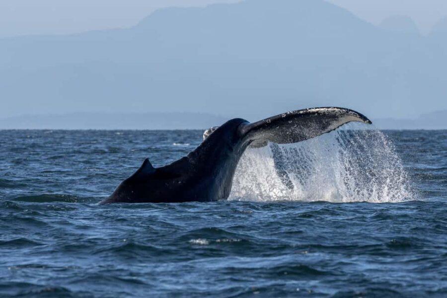 Private Whale Watching Nanaimo - Semi-Covered Boat - What You Can Expect