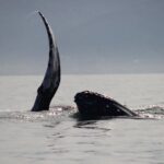 Private Whale Watching Tour in Puerto Vallarta - Who Should Book This Tour?