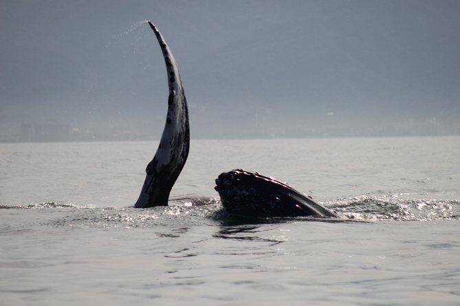 Private Whale Watching Tour in Puerto Vallarta - Who Should Book This Tour?