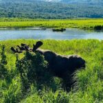 Private Wildlife, Glacier & Gold Panning (Panoramic Van  Max 9) - Analyzing the Value