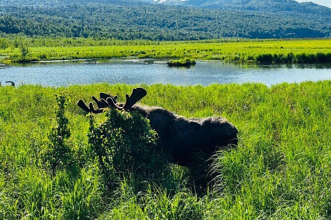 Private Wildlife, Glacier & Gold Panning (Panoramic Van  Max 9) - Analyzing the Value