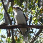 Private Wildlife Tour Wombats Kangaroos and Waterfalls - In-Depth Breakdown of the Itinerary