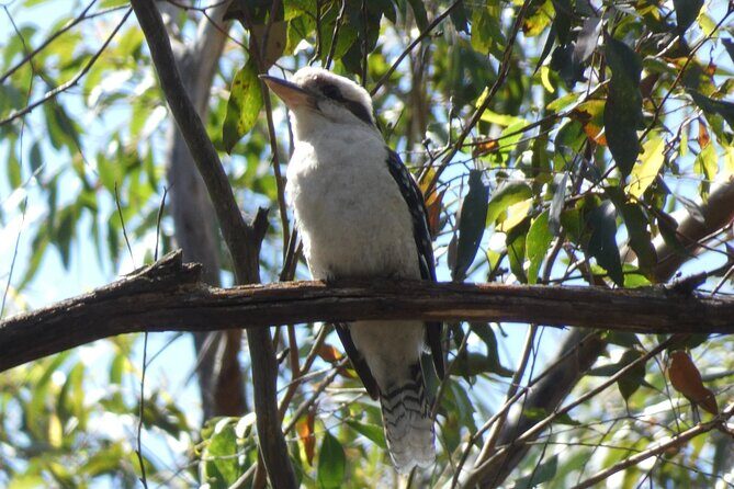 Private Wildlife Tour Wombats Kangaroos and Waterfalls - In-Depth Breakdown of the Itinerary