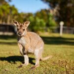Private Wildlife Waterfalls and Wine Day Tour from Sydney - Exploring the Itinerary in Detail