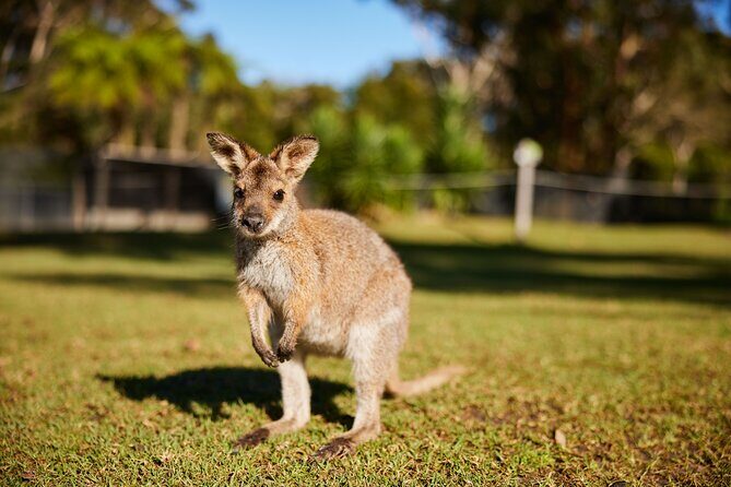 Private Wildlife Waterfalls and Wine Day Tour from Sydney - Exploring the Itinerary in Detail