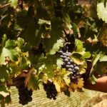 Private wine tasting & wine pairing tours - What You’ll Experience at Each Stop