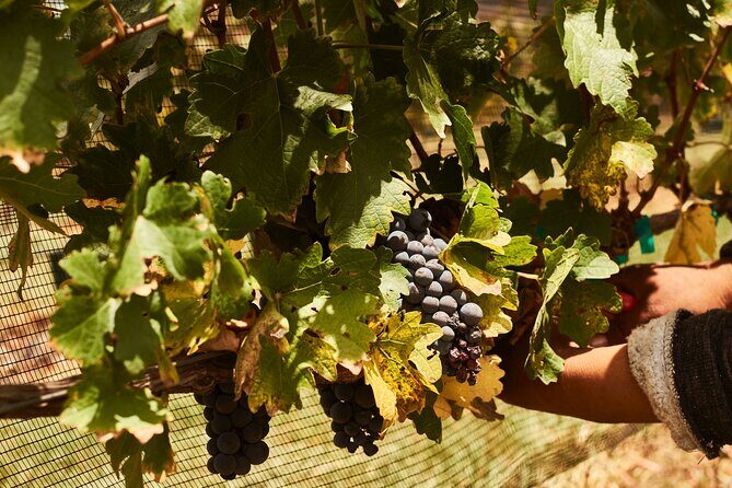 Private wine tasting & wine pairing tours - What You’ll Experience at Each Stop