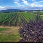 Private Wine Tour at Church and State Wines in Victoria BC Canada - The Experience from Travelers’ Perspectives
