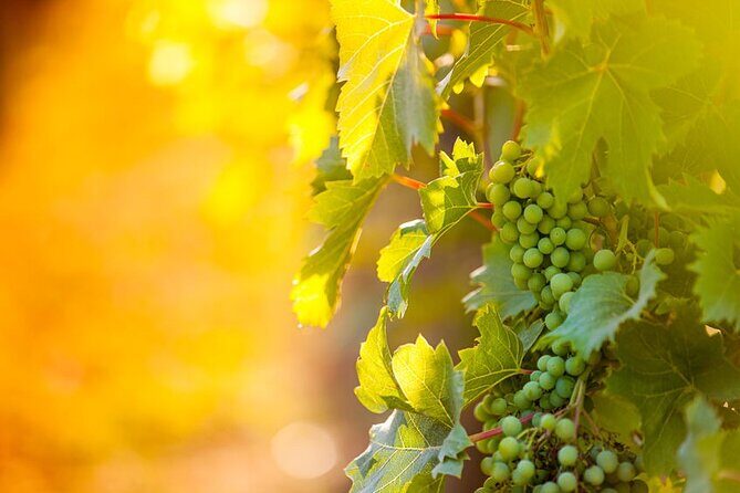 Private Wine Tour in Niagara-on-the-Lake w/ cheese & charcuterie - The Practicalities of the Tour