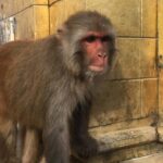 Privet Day Tours in Kathmandu Nepal - Transportation and Group Size: What It Means for You