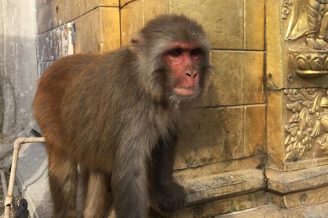 Privet Day Tours in Kathmandu Nepal - Transportation and Group Size: What It Means for You