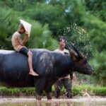 Pu Luong - Ninh Binh 3 Days 2 Nights - Join in Small Group - Day 2: Trekking and Exploring more Hidden Gems