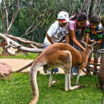 Puebla Africam Safari Park, Live an Unforgettable Adventure! - Who Will Enjoy This Tour?