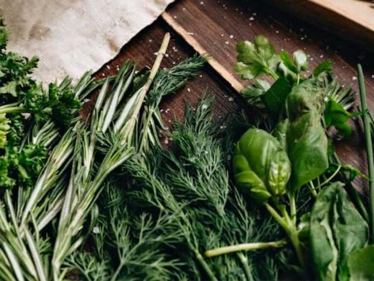 Puebla: Ancestral Aztec Temazcal steam bath ceremony - What is a Temazcal and Why Does it Matter?