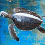 Puerto Angel Exotic Animal Wildlife Experience - Practical Tips