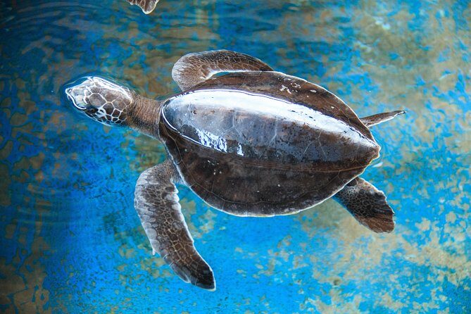 Puerto Angel Exotic Animal Wildlife Experience - Practical Tips
