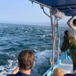 Puerto Escondido: Boat Tour to see Dolphins and Marine Life - The Itinerary in Detail