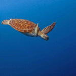 Puerto Escondido: Family Private Boat Tour - Practical Details and Booking