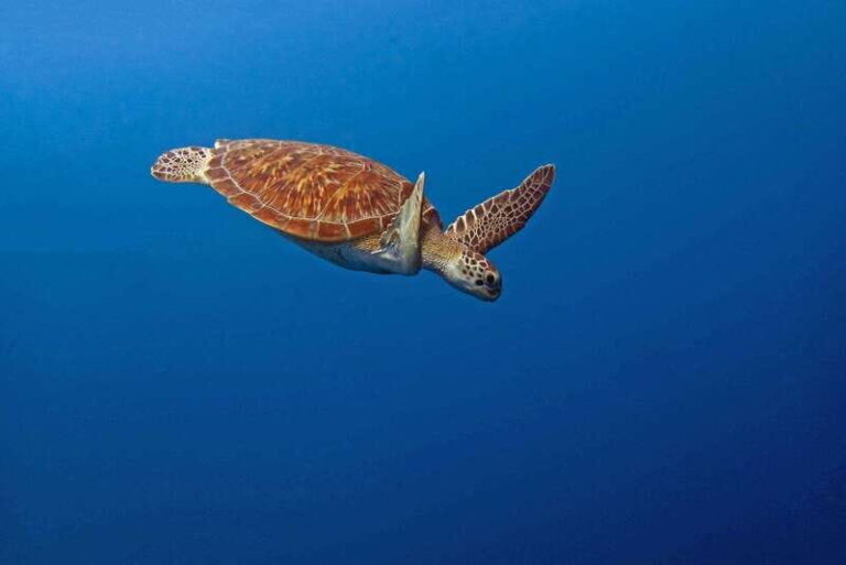 Puerto Escondido: Family Private Boat Tour - Practical Details and Booking
