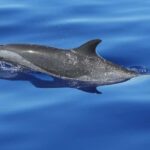 Puerto Escondido: The Best Adventure for Dolphin Watching - The Experience in Detail: What You’re Getting for Your Money