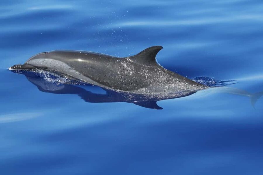 Puerto Escondido: The Best Adventure for Dolphin Watching - The Experience in Detail: What You’re Getting for Your Money