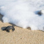 Puerto Escondido: Turtle Release Experience - Helping Baby Turtles Get to the Ocean