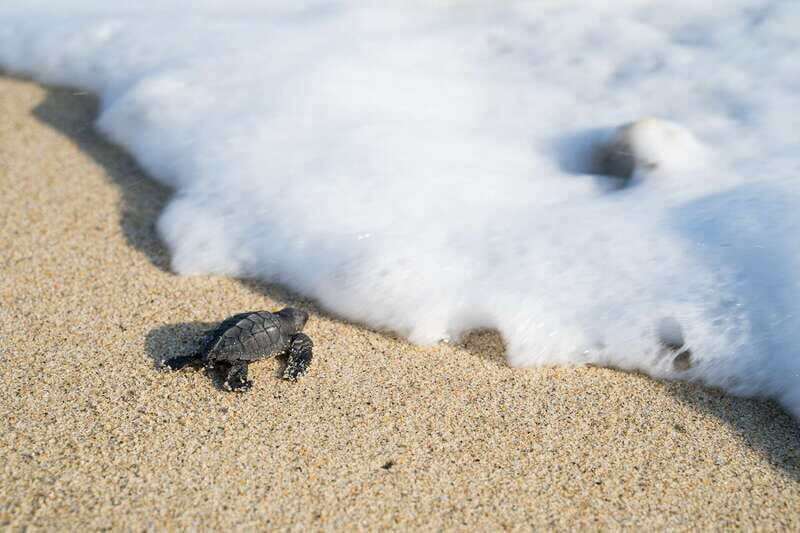 Puerto Escondido: Turtle Release Experience - Helping Baby Turtles Get to the Ocean