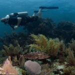 Puerto Morelos: Diving at the C56 Shipwreck - The Itinerary in Detail