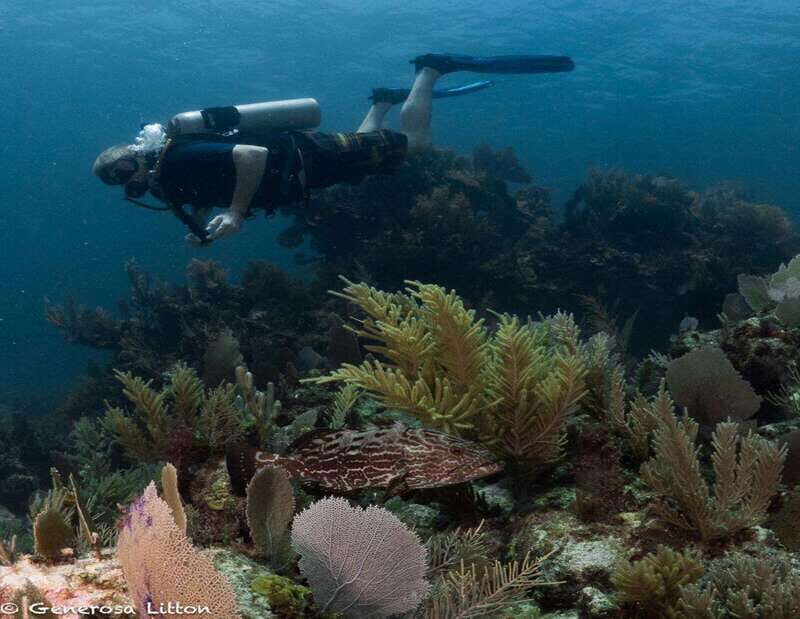 Puerto Morelos: Diving at the C56 Shipwreck - The Itinerary in Detail