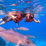 Puerto Morelos: Guided Snorkeling Tour with Gear & Fees - Authentic Voices: The Honest Feedback