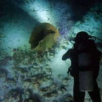 Puerto Morelos: Ojo de Agua Night Dive for Certified Divers - Key Points