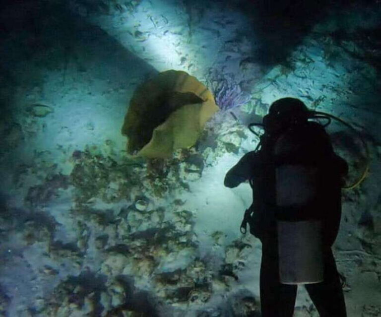 Puerto Morelos: Ojo de Agua Night Dive for Certified Divers - Key Points
