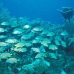 Puerto Morelos Reef Snorkeling Tour with Lunch - Authentic Perspectives from Travelers