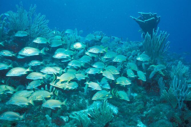 Puerto Morelos Reef Snorkeling Tour with Lunch - Authentic Perspectives from Travelers