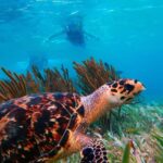 Puerto Morelos: Reef Snorkeling Trip with Beachside Lunch - What the Reviews Say: Authentic Insights