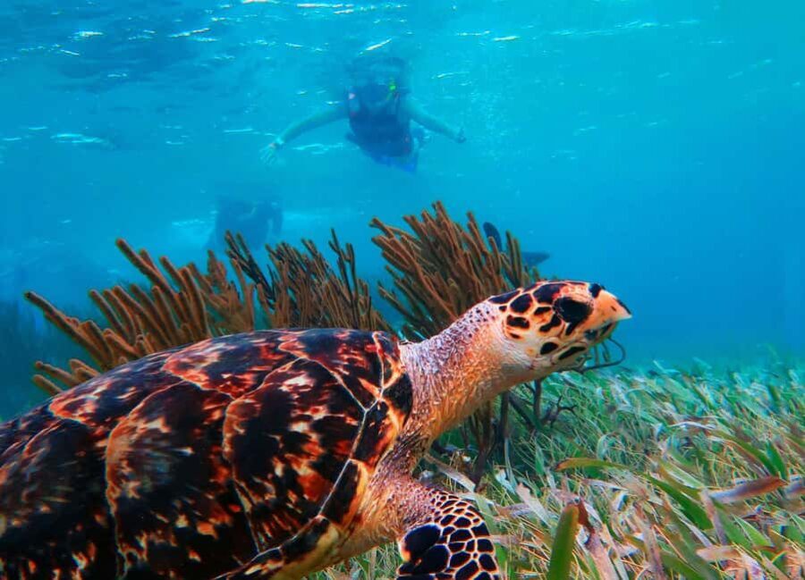 Puerto Morelos: Reef Snorkeling Trip with Beachside Lunch - What the Reviews Say: Authentic Insights