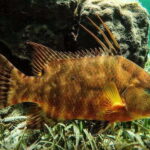 Puerto Morelos: Snorkeling Guided Activity - Who Is This Tour Best For?