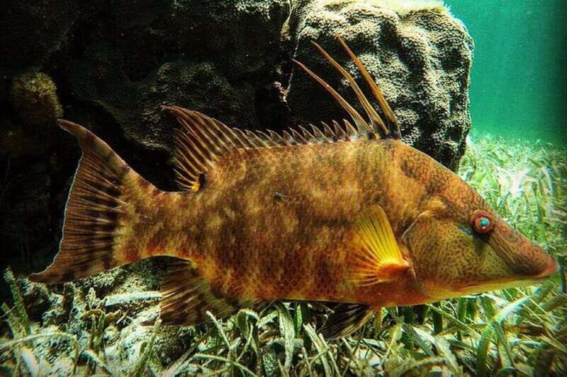 Puerto Morelos: Snorkeling Guided Activity - Who Is This Tour Best For?