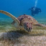 Puerto Morelos: Two Reef Dives for Certified Divers - Equipment and Inclusions: Making It Hassle-Free