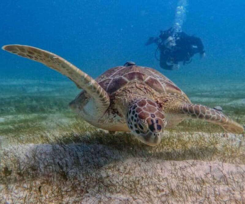 Puerto Morelos: Two Reef Dives for Certified Divers - Equipment and Inclusions: Making It Hassle-Free