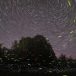 Puerto Princesa: Firefly Watching Bay Cruise with Dinner - Analyzing the Experience in Detail